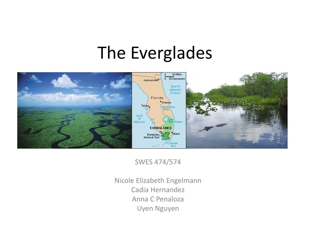 PPT - The Everglades PowerPoint Presentation, free download - ID:3917772