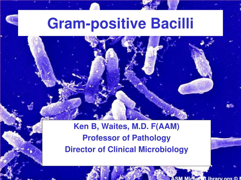 PPT - Gram-positive Bacilli PowerPoint Presentation, free download - ID ...
