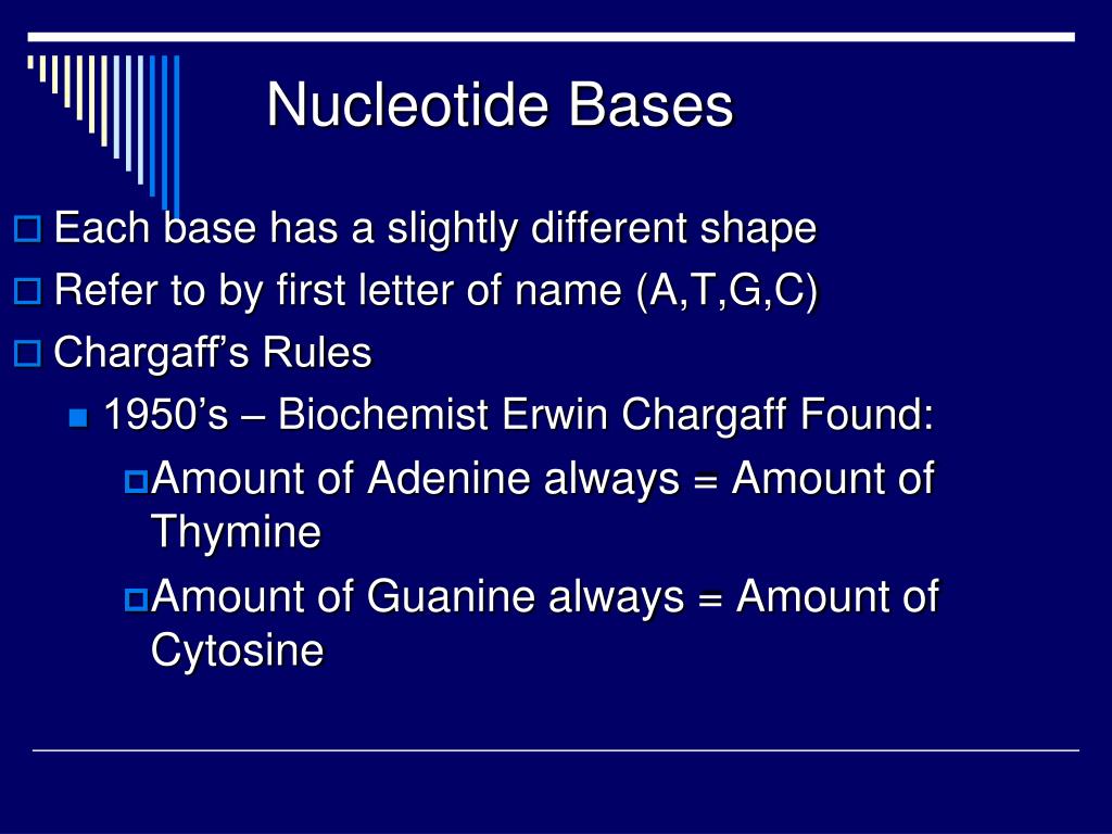 PPT - Nucleotide Bases PowerPoint Presentation, free download - ID:3924681