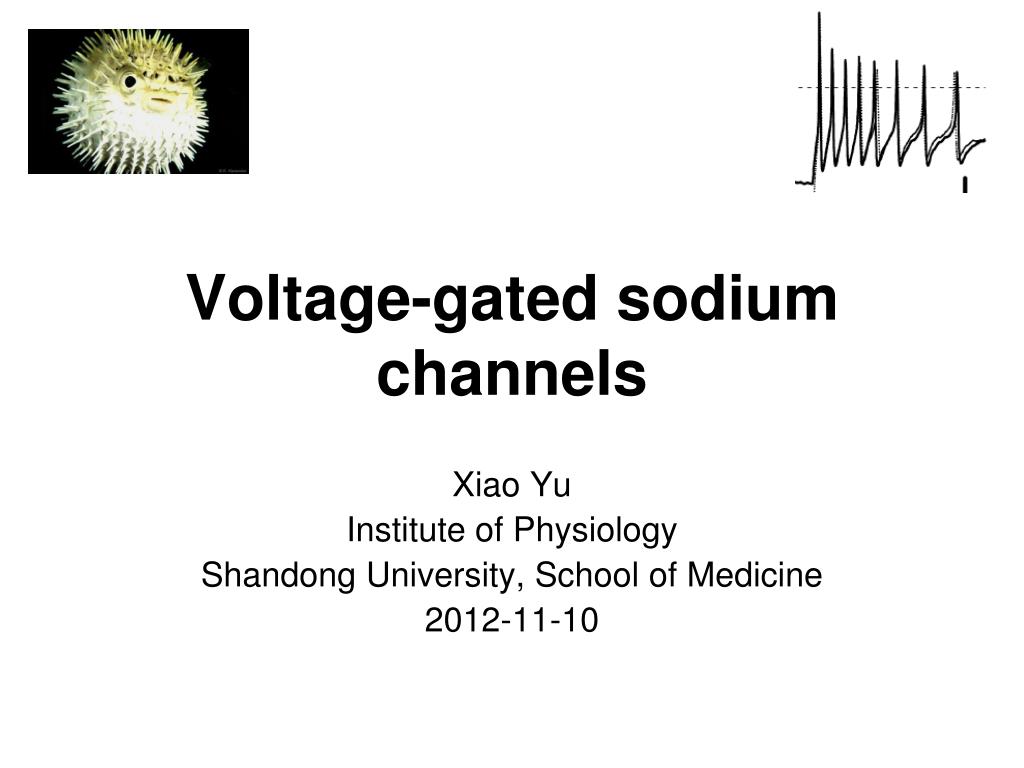 PPT - Voltage-gated sodium channels PowerPoint Presentation, free ...