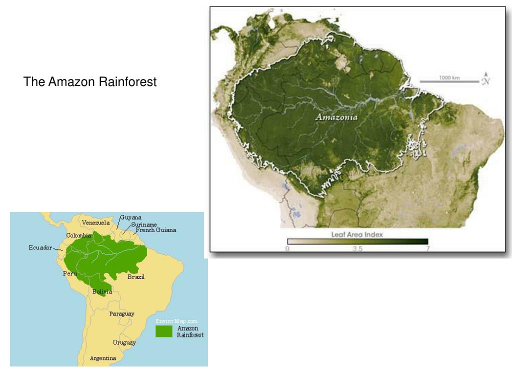 PPT - The Amazon Rainforest PowerPoint Presentation, free download - ID ...