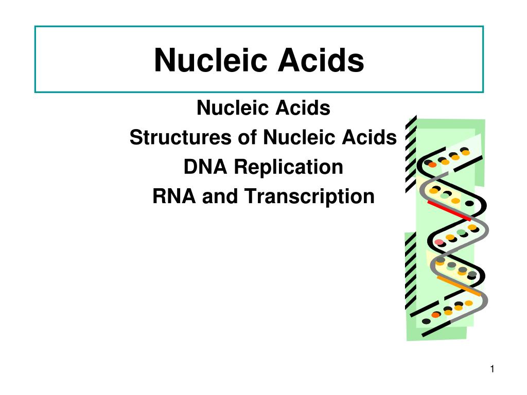 PPT - Nucleic Acids PowerPoint Presentation, free download - ID:3931393
