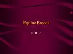 PPT - Equine Breeds PowerPoint Presentation, free download - ID:433067