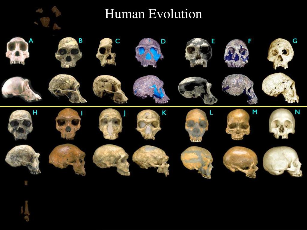 PPT - Human Evolution PowerPoint Presentation, free download - ID:3950176