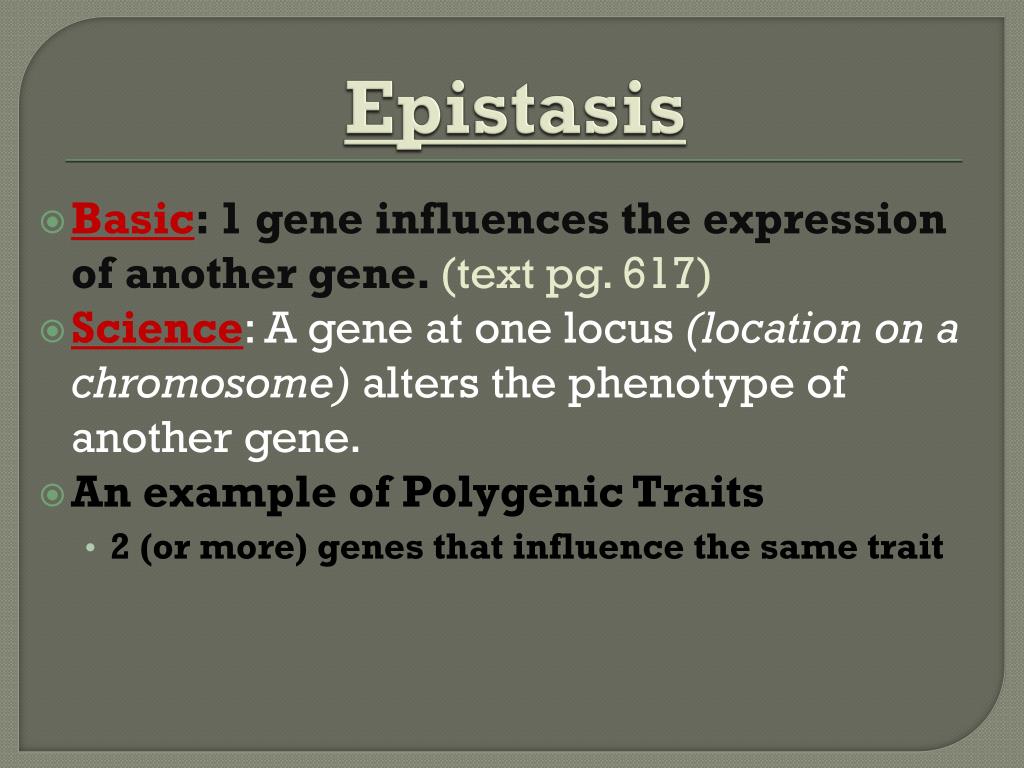 PPT - Epistasis PowerPoint Presentation, free download - ID:3964934
