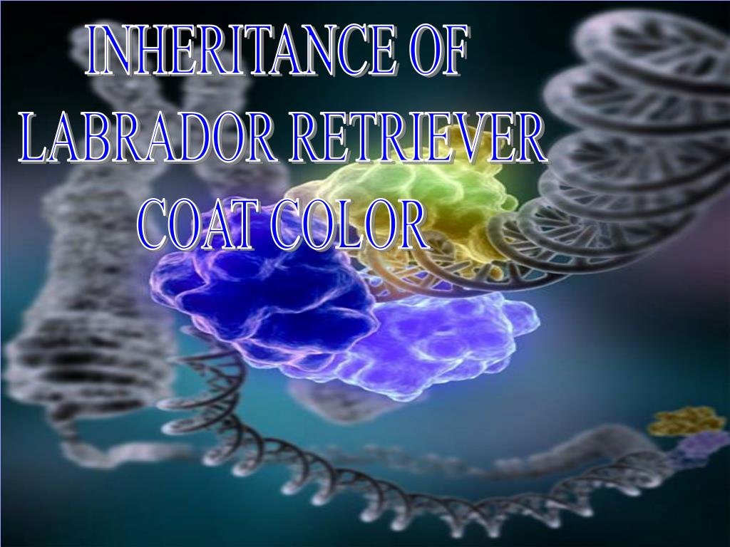 PPT - INHERITANCE OF LABRADOR RETRIEVER COAT COLOR PowerPoint ...