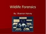 PPT - WILDLIFE FORENSICS PowerPoint Presentation, free download - ID ...