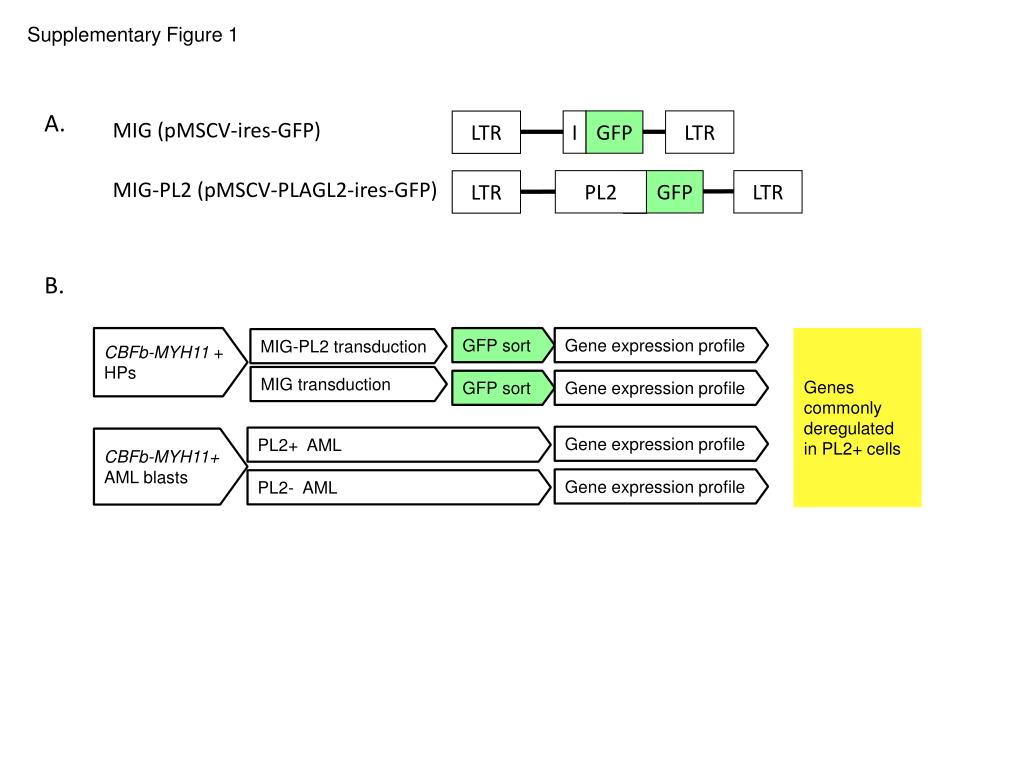 PPT - Supplementary Figure 1 PowerPoint Presentation, free download ...