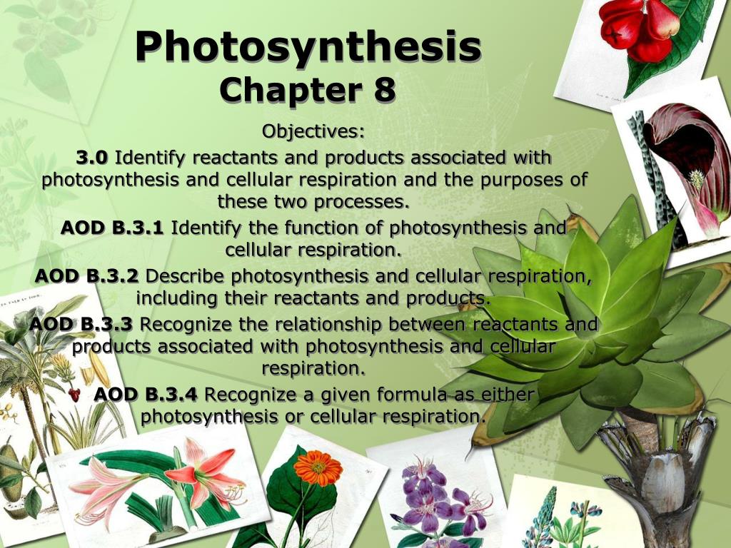 PPT - Photosynthesis Chapter 8 PowerPoint Presentation, free download ...