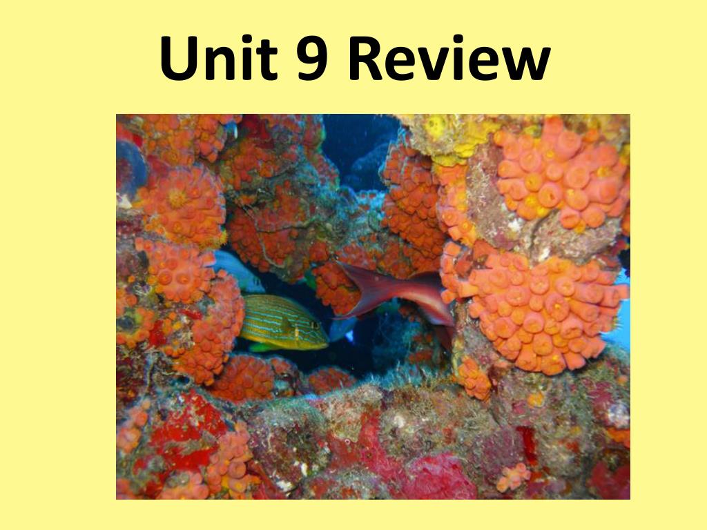 PPT - Unit 9 Review PowerPoint Presentation, free download - ID:3972162