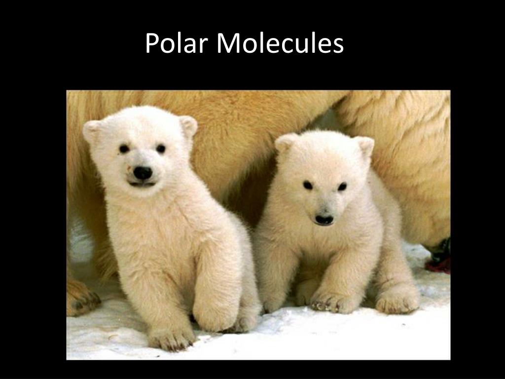 PPT - Understanding Polar Molecules: Bonding Types and Molecular Dipole ...