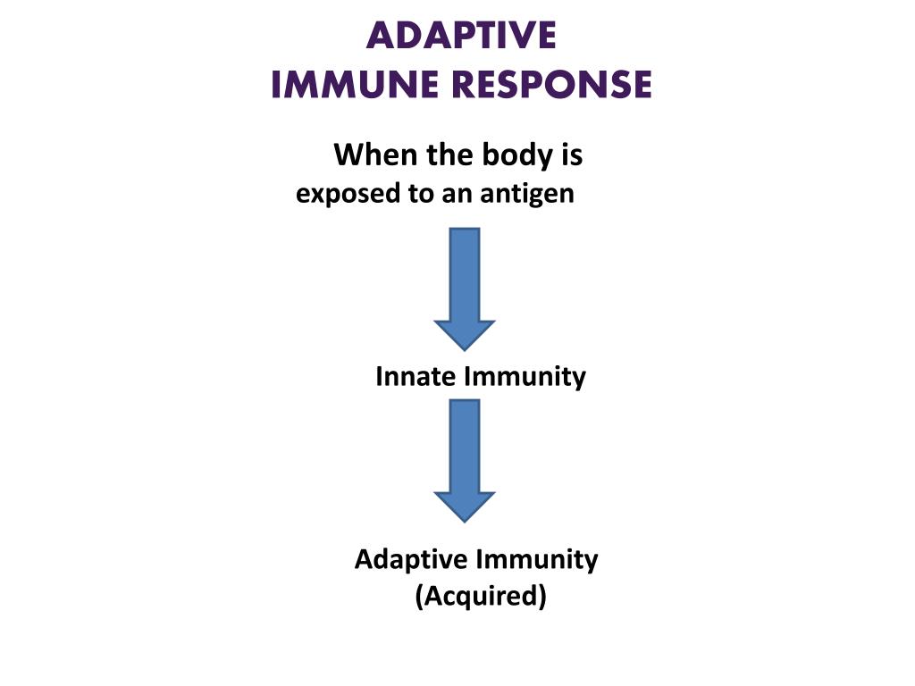 PPT - ADAPTIVE IMMUNE RESPONSE PowerPoint Presentation, free download ...