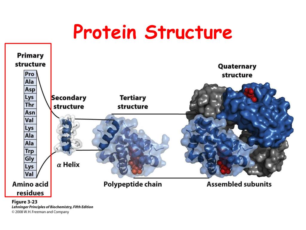 PPT - Protein Structure PowerPoint Presentation, free download - ID:3992495