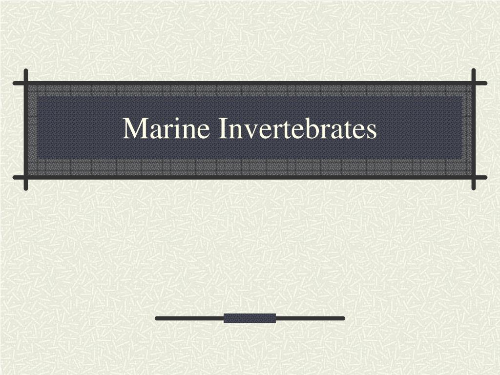 PPT - Marine Invertebrates PowerPoint Presentation, free download - ID ...