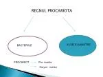 PPT - REGNUL FUNGI PowerPoint Presentation, free download - ID:3528682