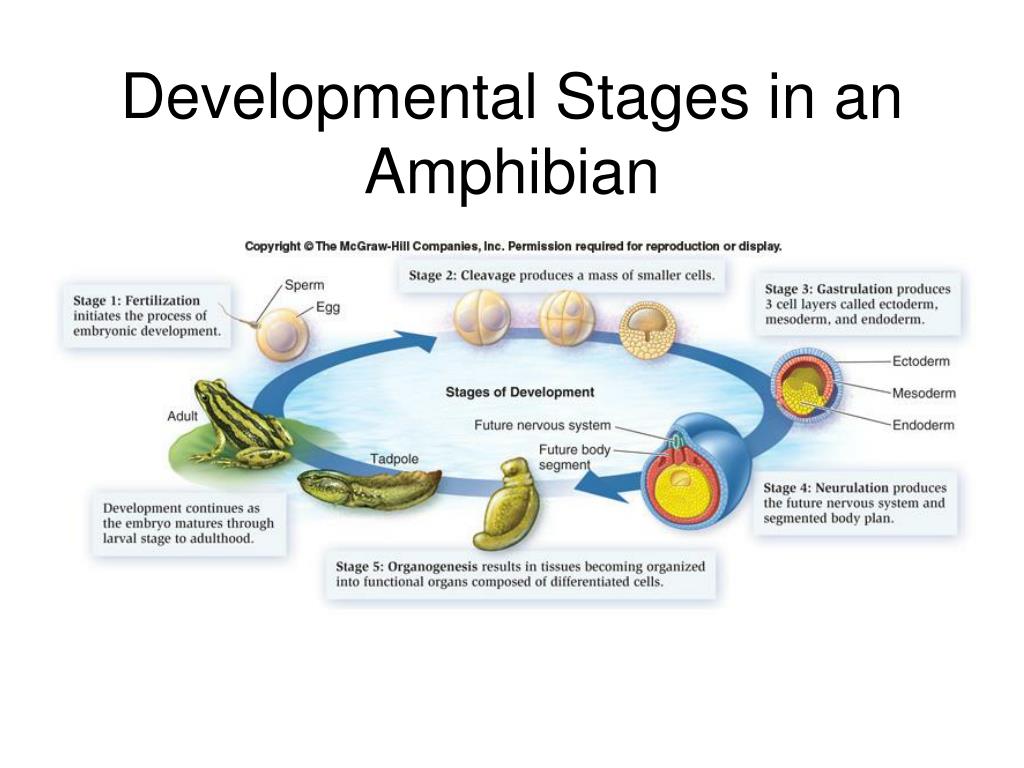 PPT - Developmental Stages in an Amphibian PowerPoint Presentation ...