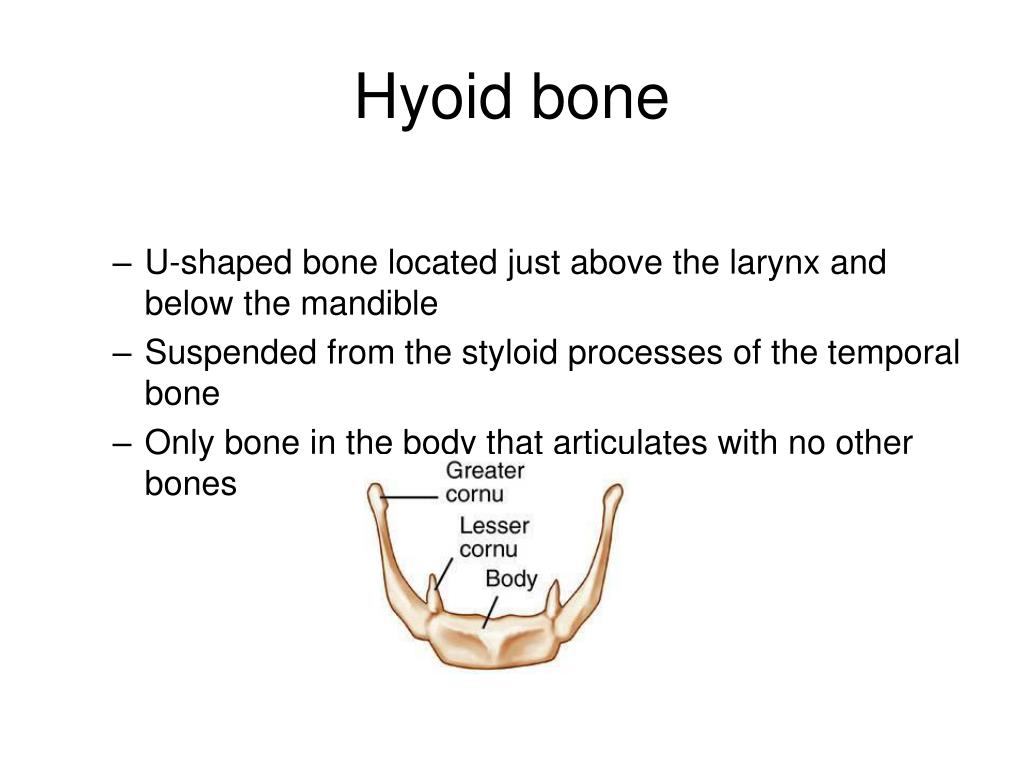 PPT - Hyoid bone PowerPoint Presentation, free download - ID:3998858
