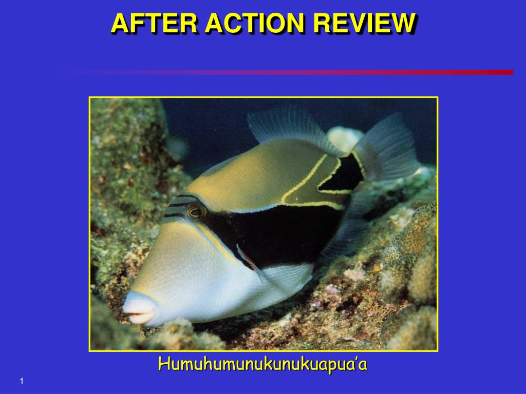 PPT - AFTER ACTION REVIEW PowerPoint Presentation, free download - ID ...