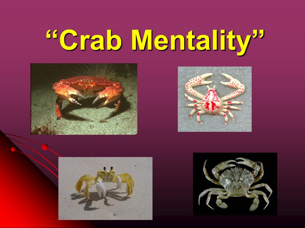 PPT - “Crab Mentality” PowerPoint Presentation, free download - ID:4002220