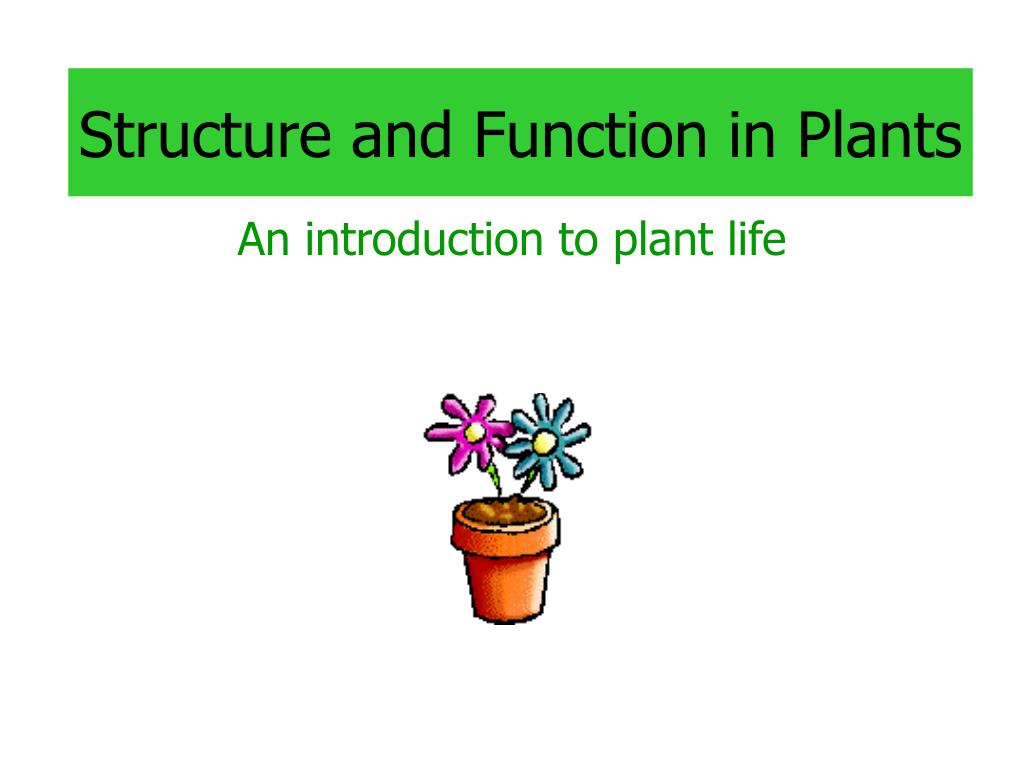 PPT - Structure and Function in Plants PowerPoint Presentation, free ...