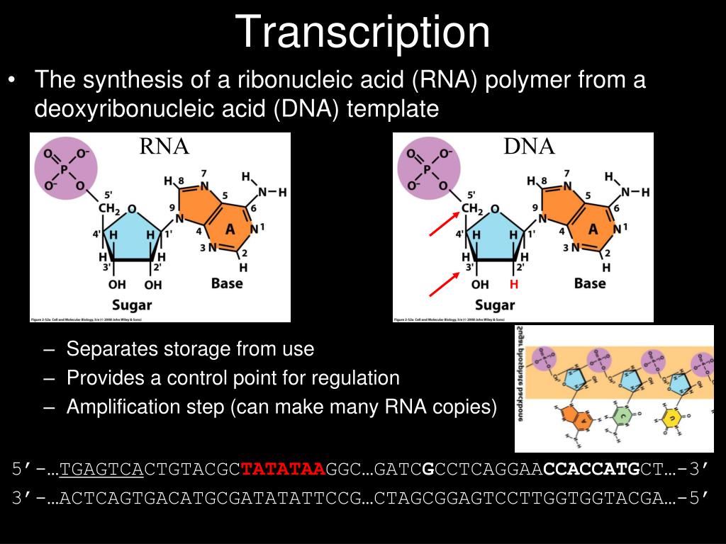 PPT - Transcription PowerPoint Presentation, free download - ID:4007379