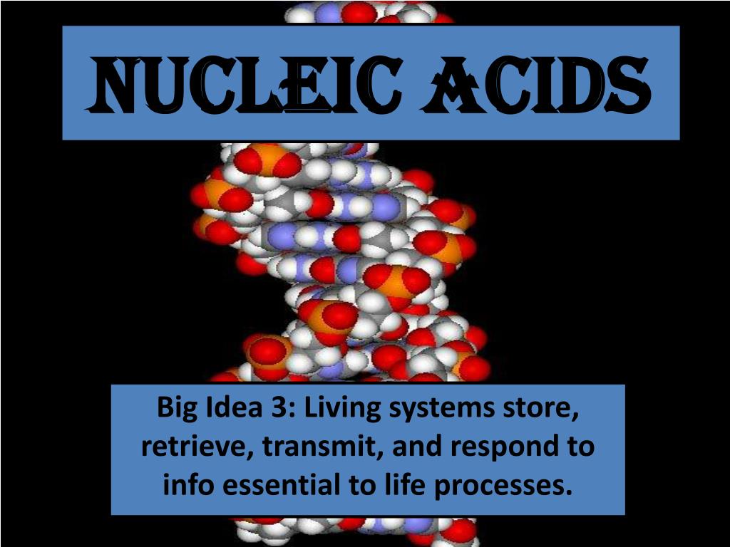 PPT - Nucleic Acids PowerPoint Presentation, free download - ID:4008813