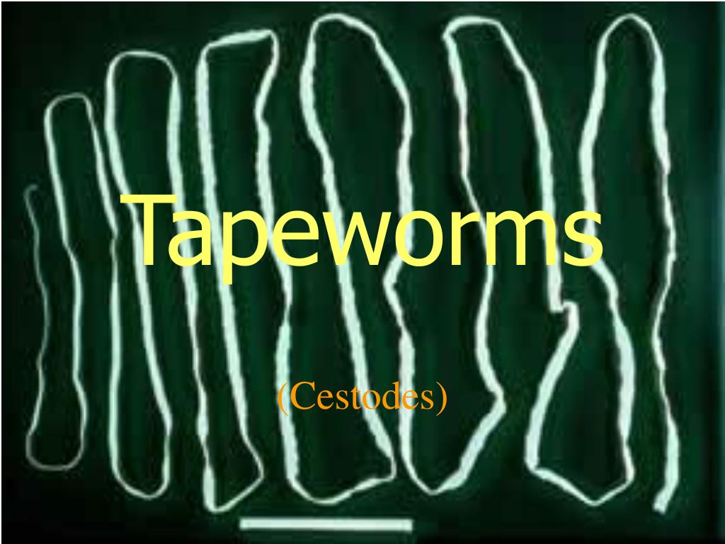PPT - Tapeworms PowerPoint Presentation, free download - ID:4011089