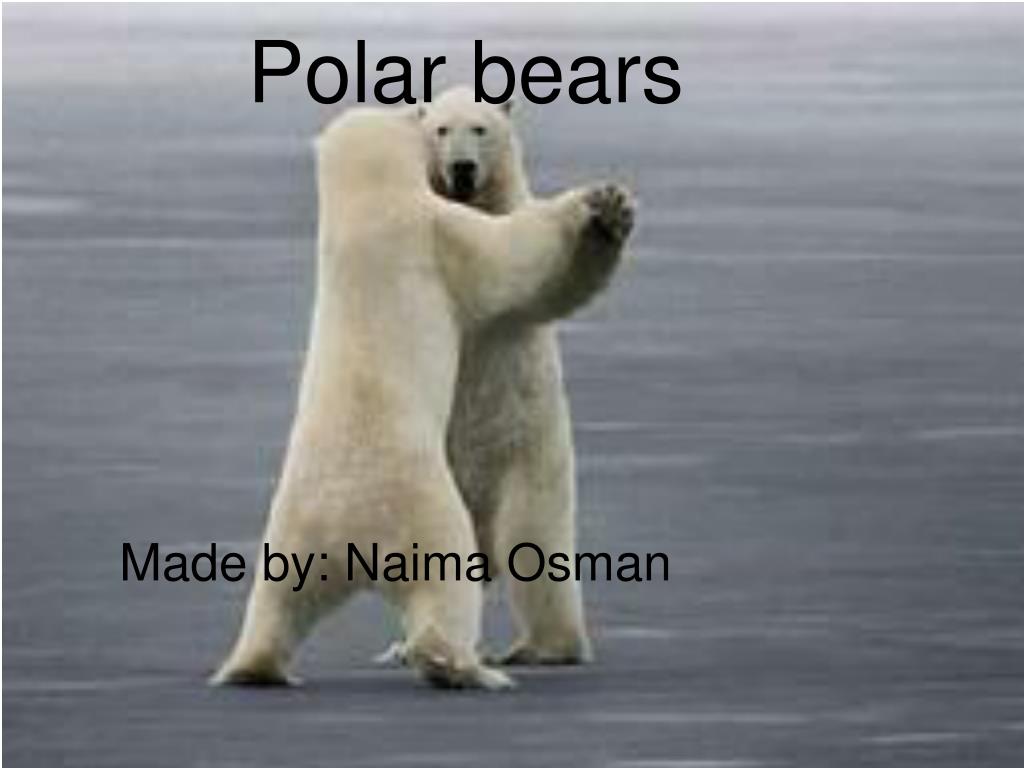 PPT - Polar Bears PowerPoint Presentation, free download - ID:4011569
