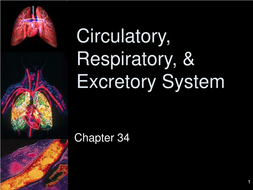 PPT - Circulatory, Respiratory, & Excretory System PowerPoint ...