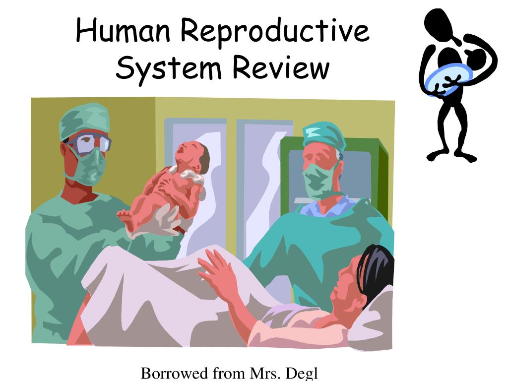 PPT - Human Reproductive System Review PowerPoint Presentation, free ...