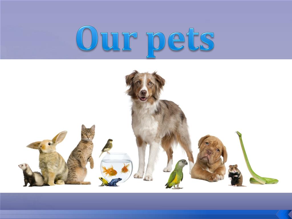 PPT - Our pets PowerPoint Presentation, free download - ID:4016993