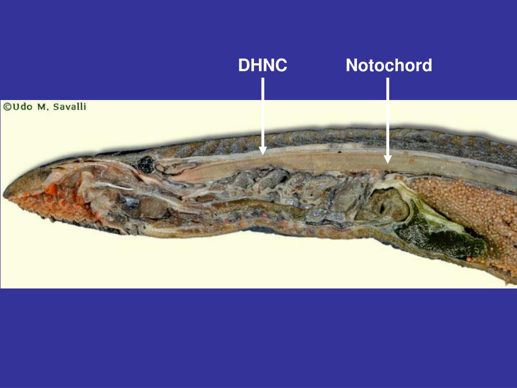 PPT - Notochord Development: A Key Role in Embryonic Development ...