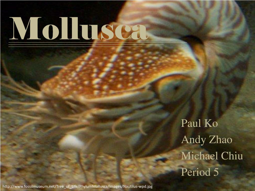 PPT - Mollusca PowerPoint Presentation, free download - ID:4031433