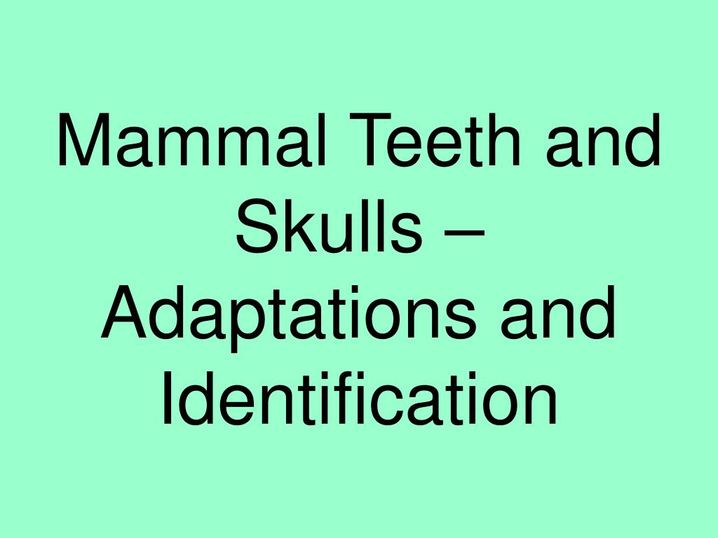 PPT - Mammal Teeth and Skulls – Adaptations and Identification ...