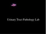 PPT - Pathology of Kidney and the Urinary tract PowerPoint Presentation ...