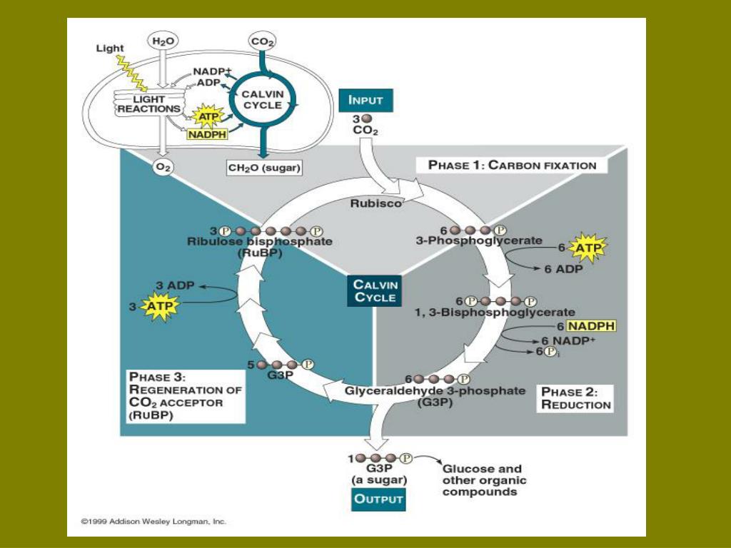 PPT - The Calvin Cycle PowerPoint Presentation, free download - ID:4041468