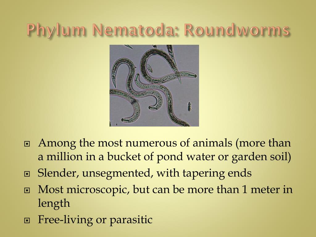 PPT - Phylum Nematoda : Roundworms PowerPoint Presentation, free ...