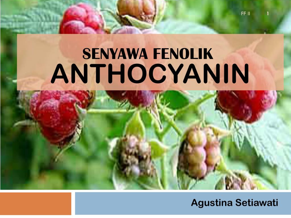 PPT - ANTHOCYANIN PowerPoint Presentation, free download - ID:4042624