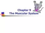 PPT - Chapter 9 - Muscular System PowerPoint Presentation, free ...