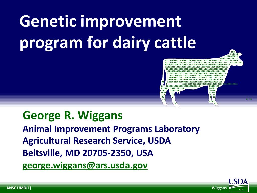 PPT - Genetic improvement program for dairy cattle PowerPoint ...