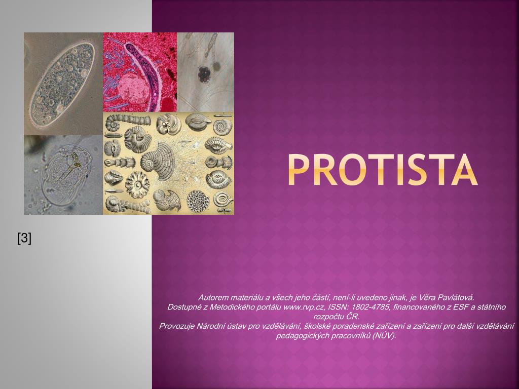 PPT - PROTISTA PowerPoint Presentation, free download - ID:4048392