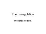 PPT - Thermoregulation PowerPoint Presentation, free download - ID:814812