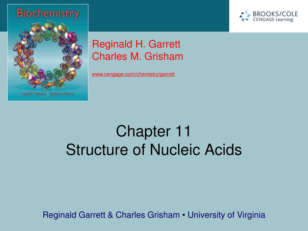 PPT - Chapter 11 Structure of Nucleic Acids PowerPoint Presentation ...