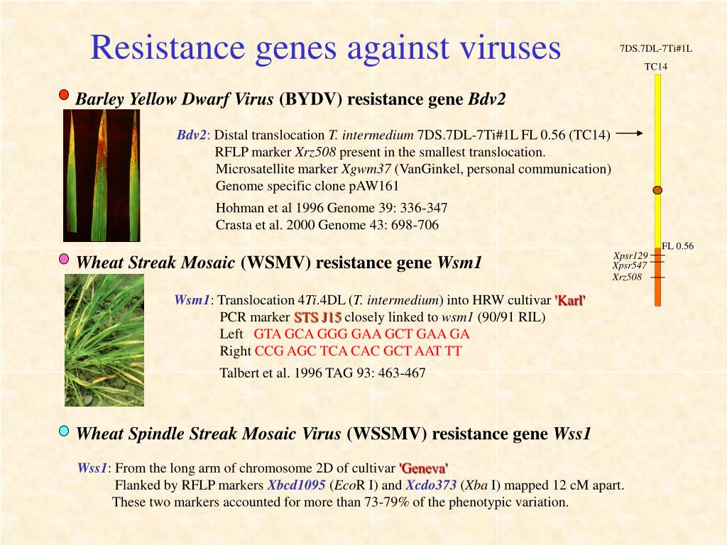 PPT - Resistance genes against viruses PowerPoint Presentation, free ...