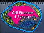 PPT - Cell Structure & Function PowerPoint Presentation, free download - ID:5128250