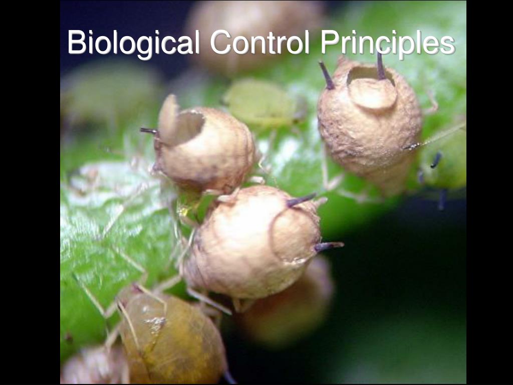 PPT - Biological Control Principles PowerPoint Presentation, free ...