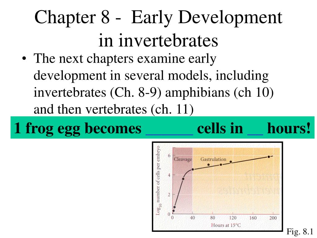 PPT - Chapter 8 - Early Development in invertebrates PowerPoint ...