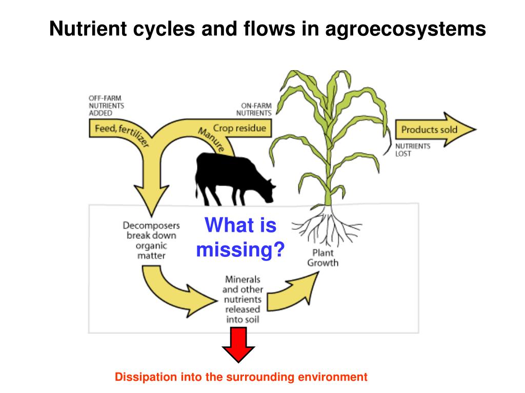 PPT - Nutrient cycles and flows in agroecosystems PowerPoint ...
