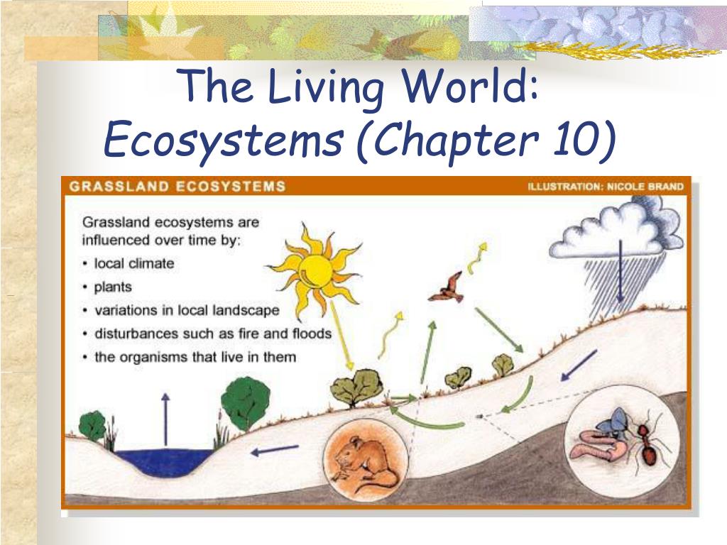 PPT - The Living World: Ecosystems (Chapter 10) PowerPoint Presentation ...