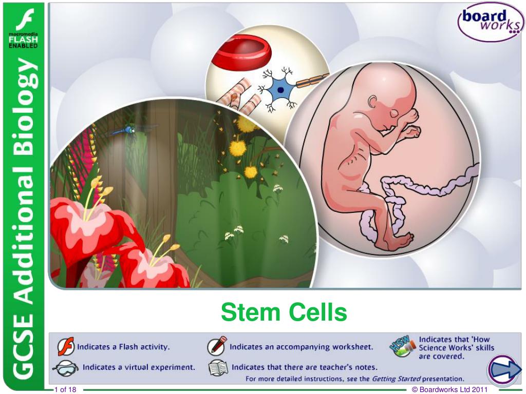 PPT - Stem Cells PowerPoint Presentation, free download - ID:4076660